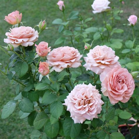 Mokarosa ® | Roses' Name