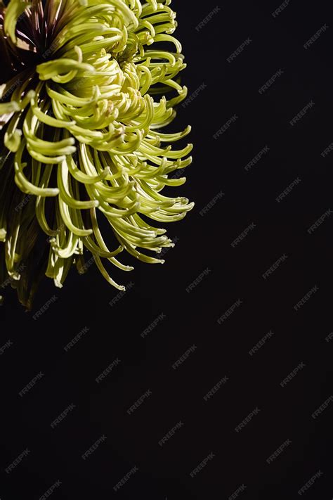 Premium Photo Green Chrysanthemum Flower Head Bud On A Dark Black