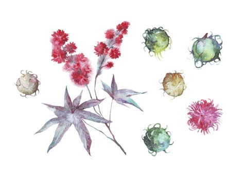 330 Castor Bean Plant Stock Illustrations Royalty Free Vector