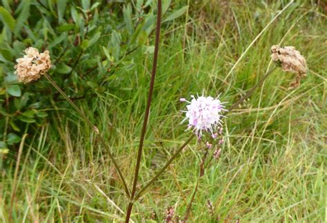 Pink Dbs Wildfife