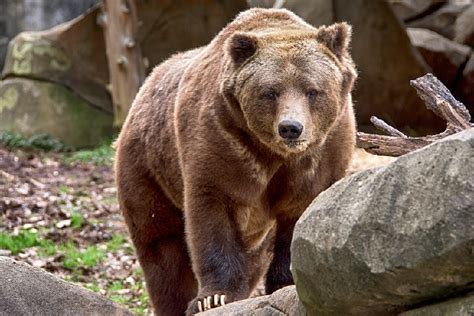 Grizzly Bears Can Swim