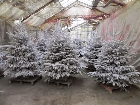 Sapin de noel floqué meilleures ventes 2023
