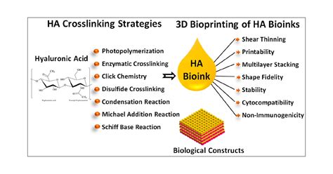 Hyaluronic Acid As Bioink And Hydrogel Scaffolds For Tissue Engineering Applications Acs