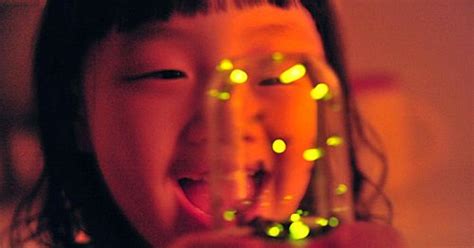 에버랜드 여름밤 반딧불이 이색체험