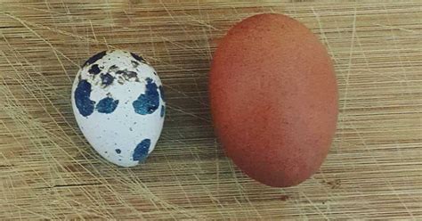 How Many Eggs Do Quail Lay The Garden Magazine