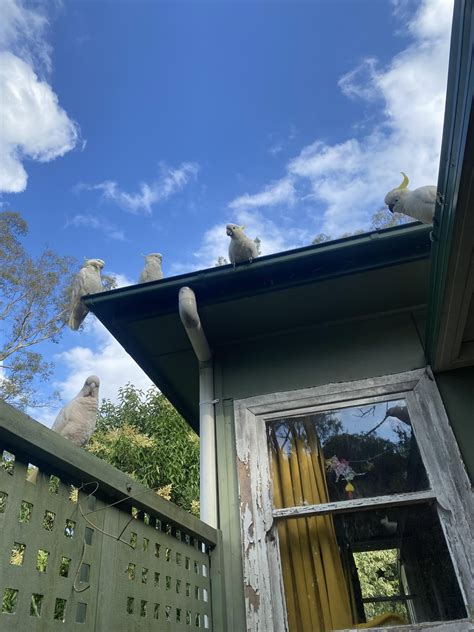 Spot The Imposter Raustralianbirds