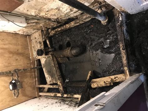 Tree Roots In Sewer Avoid A Sewer Repair Or Replacement