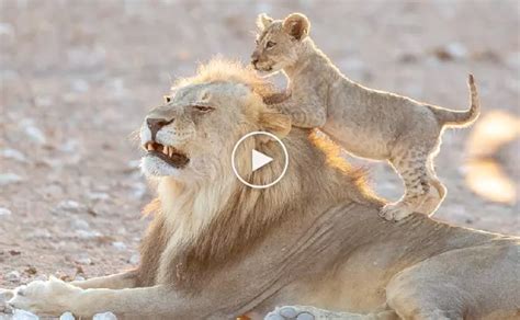 Un lionceau se bat avec son père Afarse