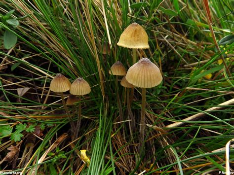 Mycena Olivaceomarginata « Сайт за гъбите в България