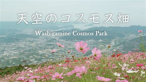 100万本の秋桜が咲く天空のコスモス畑が絶景すぎた 4k Japan Vlog 192 Youtube