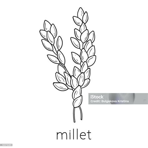 Cereal Doodle Millet Sketch Agriculture Thin Line Art About Cereal