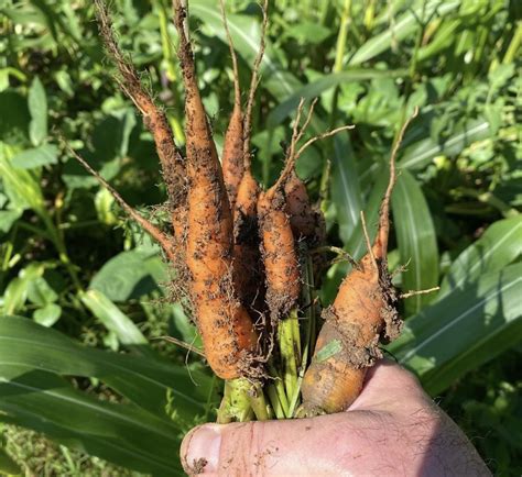 Perennial Root Crops Some Plants To Try Perennial Vegetables Forum