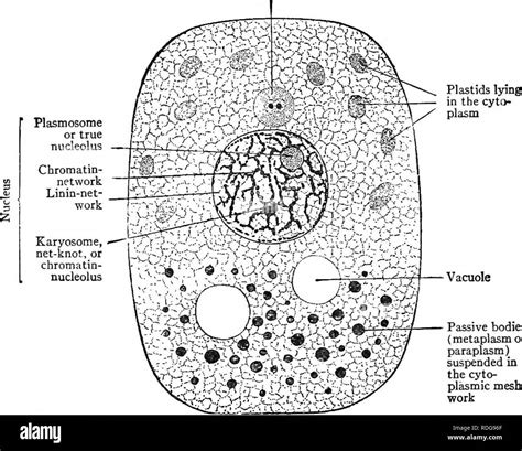 Protoplasm Animal Cell