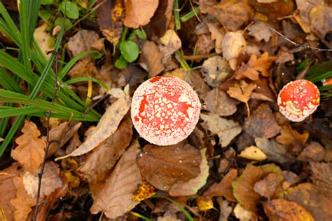 버섯은 가을 숲 배경에 잔디에서 Agaric 비행 독성 및 환각 제 붉은 독성 아마니타 Muscaria 곰 팡이 거시 자연