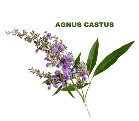 Agnus Castus A