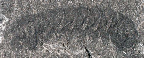 Teeny Tiny 500 Million Year Old Fossils Could Help Explain The