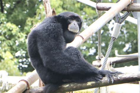 Tenagram10月24日は国際テナガザルの日International Gibbon Dayです 飼育の部屋