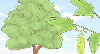 2 Easy Ways To Identify Palm Trees With Pictures