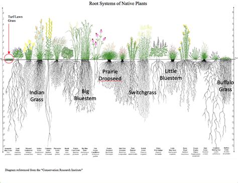 Deep Root Systems Of Native Plants Help Build Soil