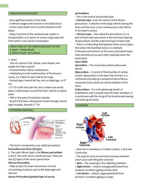 Cardiovascular System Notes Pdf Heart Heart Valve