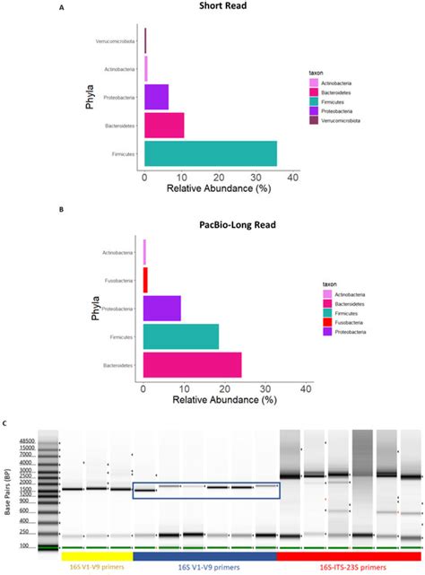 Gut Microbiota And Cancer