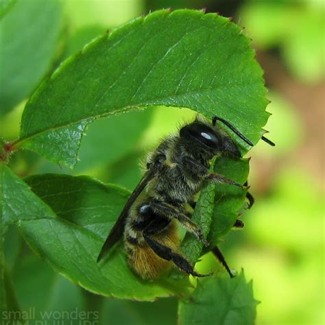 Leafcutter Bee Nesting Project Noah