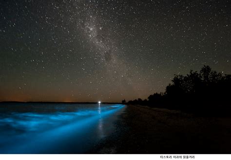 밤바다를 수놓은 생체 발광 식물성 플랑크톤 스압주의 미스터리 공포 에펨코리아