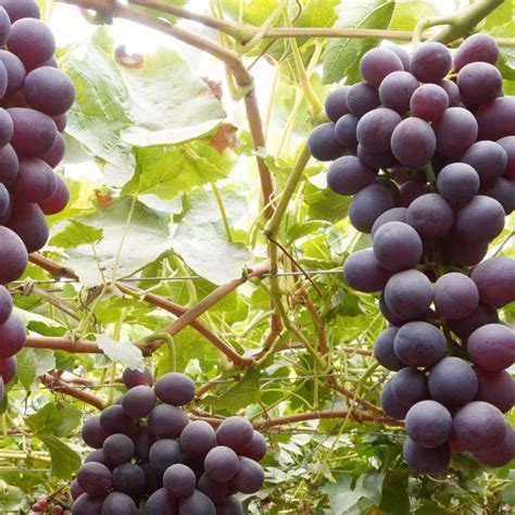 El Registro De Donantes De Médula ósea Obtiene Un Certificado Mundial Por Sus Servicios Infobae