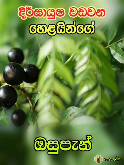 තරුණකම රැකදෙන දීර්ඝායුෂ වඩවන අපේ හෙළ අරණ Hela Arana