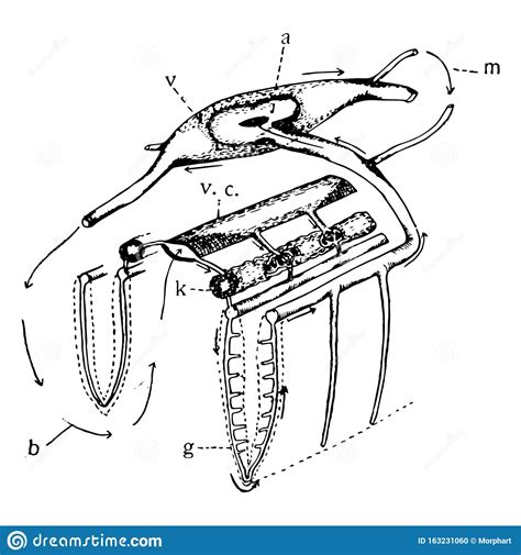 Bivalve Circulation Vintage Illustration Stock Vector Illustration