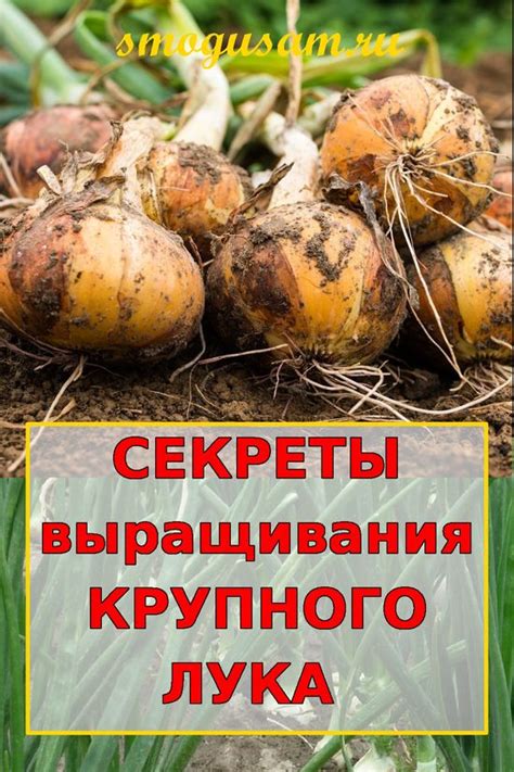 Лучший окучник своими руками Чертежи, шаблоны - YouTube | Чертежи ...