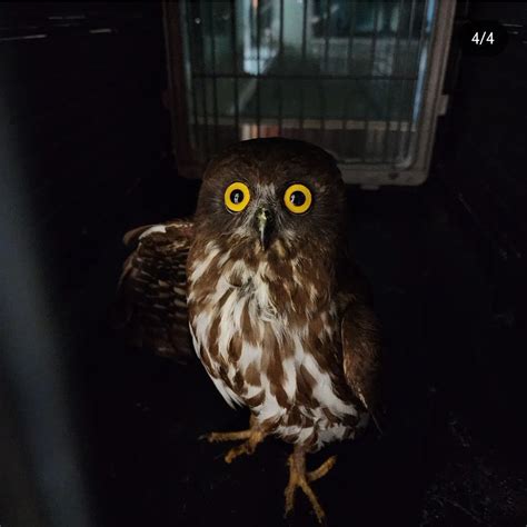 Likerbirds On Twitter