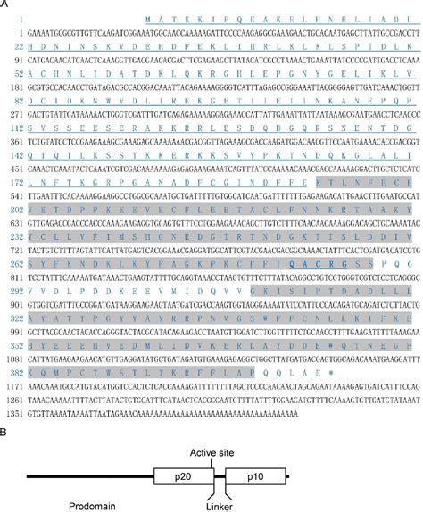 Table 1 From Identification And Functional Characterization Of Two Executioner Caspases In