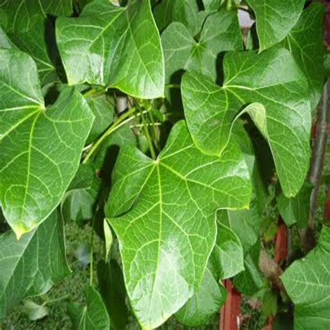 Manfaat Daun Jarak Biji Jarak Buah Jarak Dan Getah Pohon Jarak Tanaman Obat