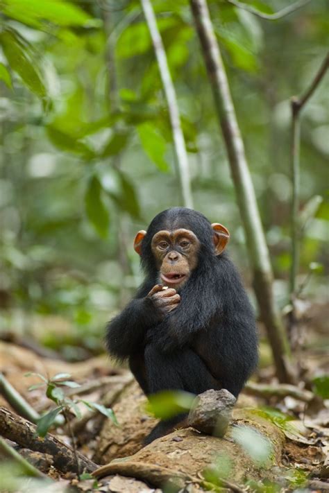 Chimpanzee Picture 40