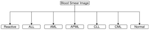 논문 리뷰 Breaking Down The Hierarchy A New Approach To Leukemia
