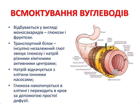 Система травлення презентация онлайн