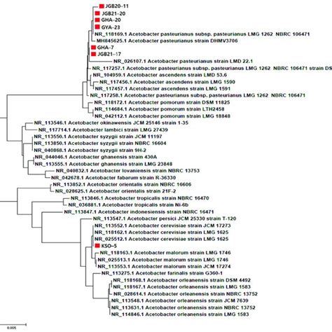 The Clear Zone Around The Colony Of Acetobacter Xylinumon Gyc Agar