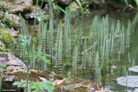 Bassin 10 plantes aquatiques immergées ou flottantes Blog Promesse