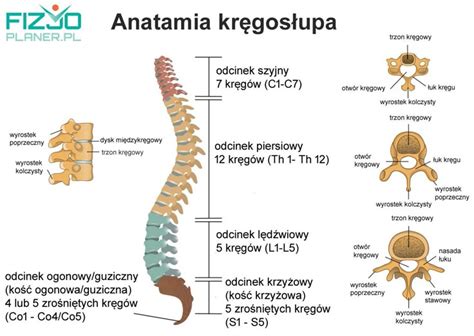 Choroba zwyrodnieniowa kręgosłupa Beze