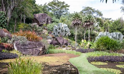 Landscape Architect Roberto Burle Marx Cyrui
