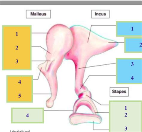 Ossicles Boundaries Flashcards Quizlet