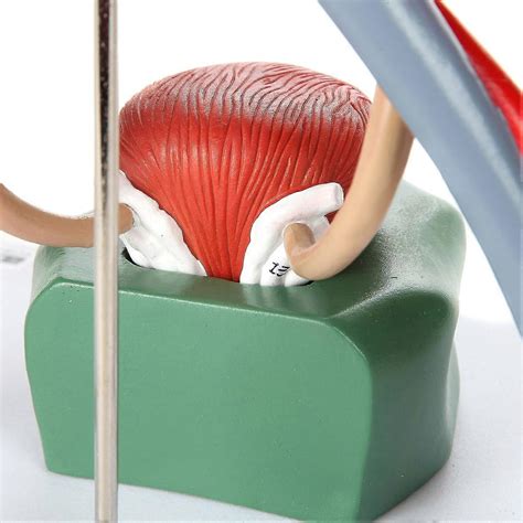 Anatomy Model Of Male Urinary System Urinary System Model Is 135