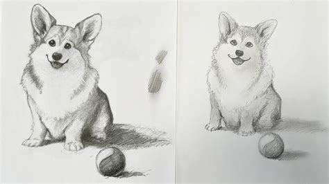 Corgi Pencil Drawing