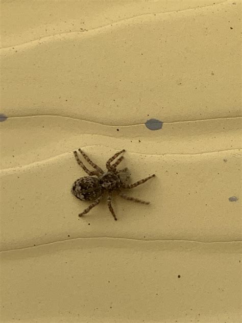 What Spider Is This Illinois Usa Rspiders