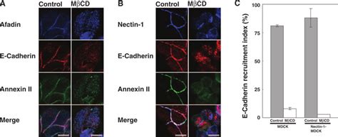 Inhibition Of The Re Concentration Of E Cadherin At The Nectin Based