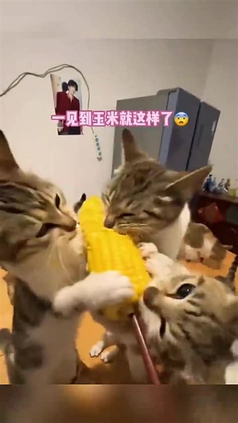 头一次见小猫咪喜欢吃玉米却，不喜欢吃猫粮肉！