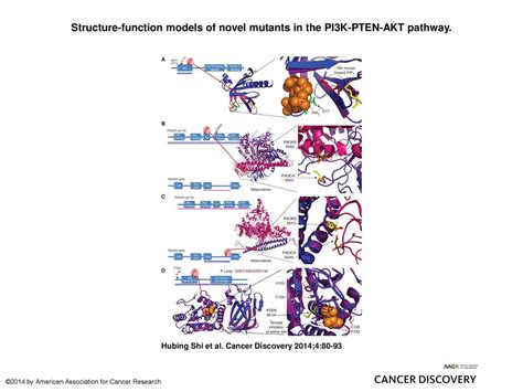 Structure Function Models Of Novel Mutants In The Pi3k Pten Akt Pathway