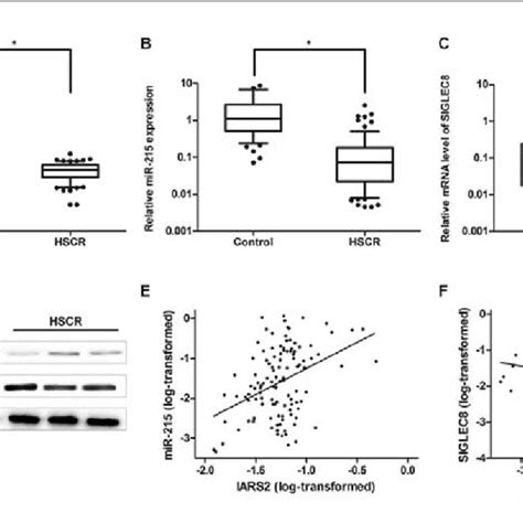 Structure Of Enzymatic Pathway Of Ilers A Schematic Presentation Of