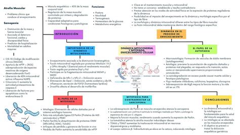 Dinámica mitocondrial y envejecimiento celular José M Olalde uDocz